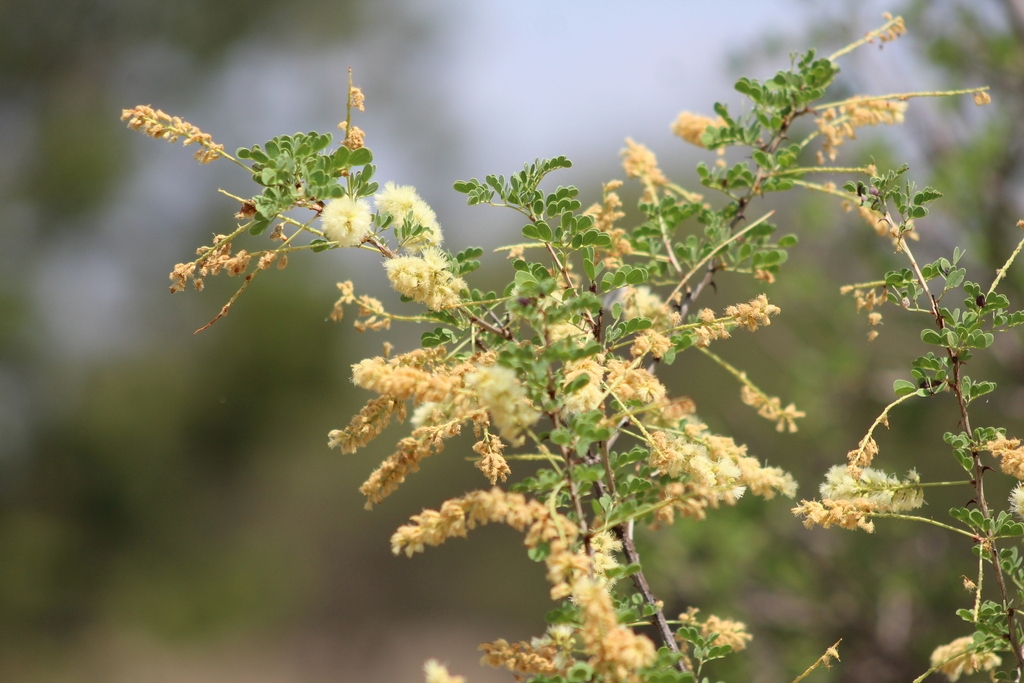 Wright Acacia from Múzquiz, Coah., México on May 3, 2024 at 01:12 PM by ...