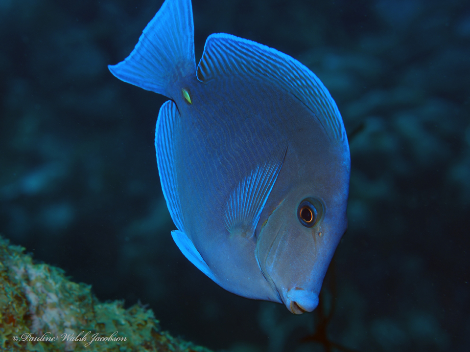 Atlantic Blue Tang (Acanthurus coeruleus) - Marine Life Identification