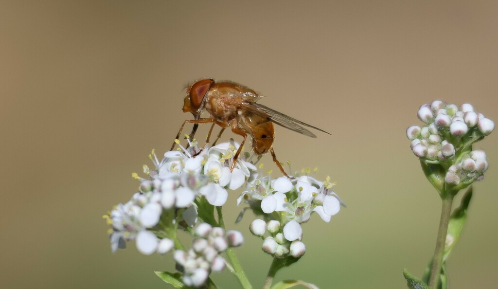 Six-spotted Bromeliad Fly from Spring Valley Lake, CA, USA on August 10 ...