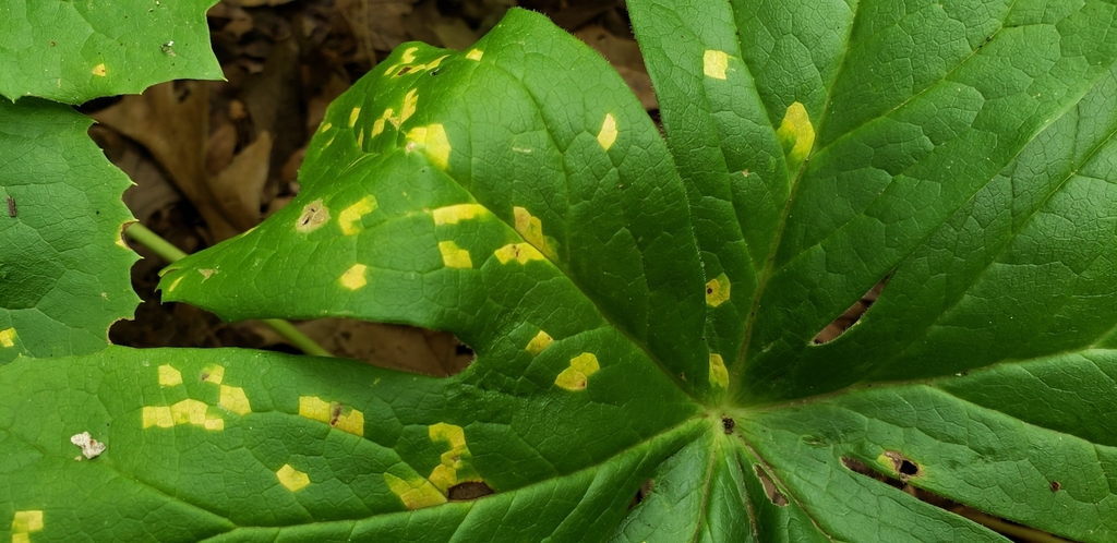 Mayapple Rust from Madisonville, KY 42431, USA on June 10, 2019 at 10: ...