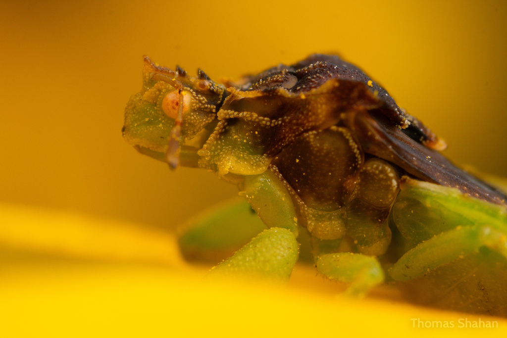 Jagged Ambush Bugs from Porter, IN 46304, USA on August 9, 2024 at 11: ...