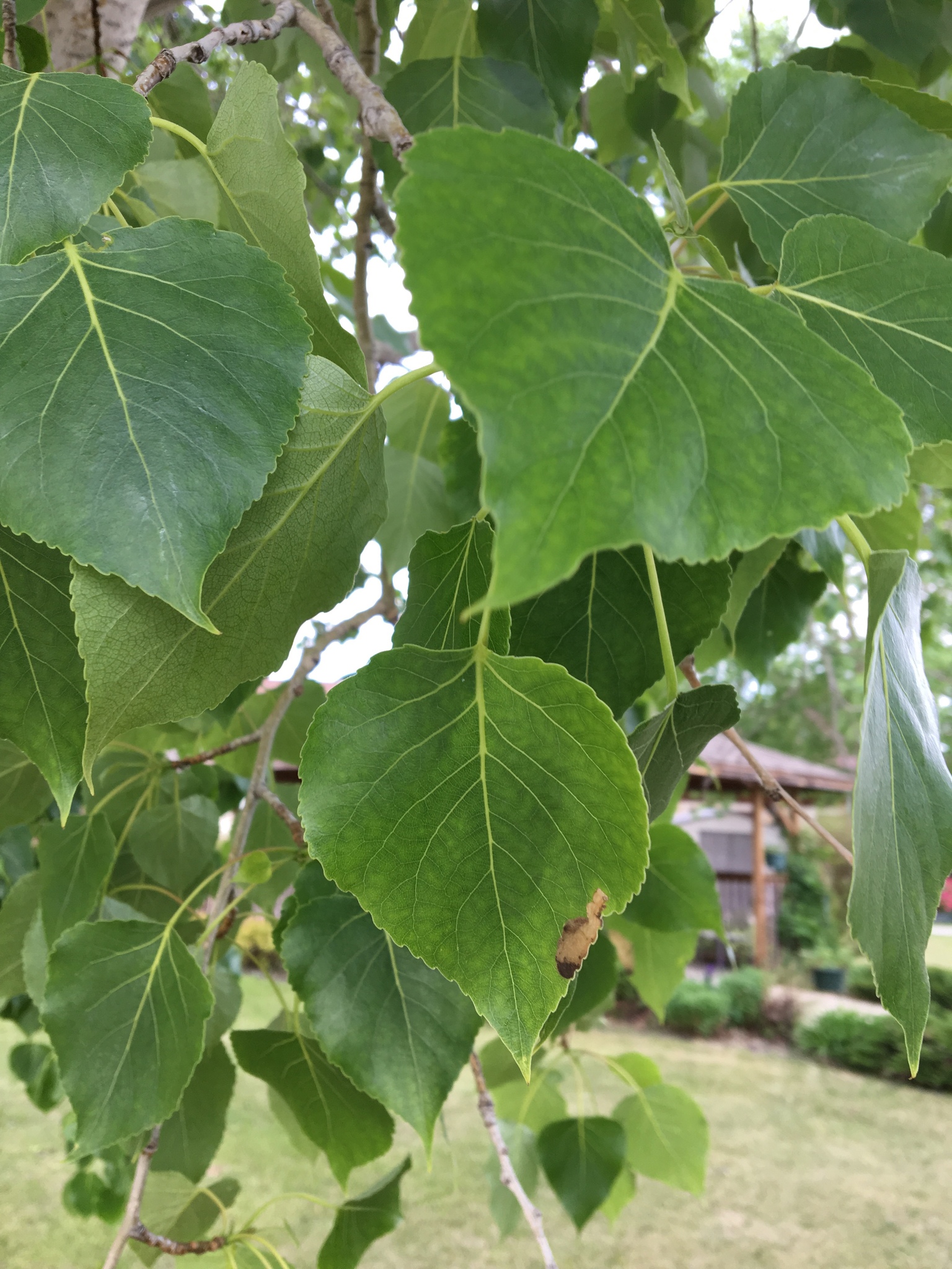 Populus ×jackii Sarg.