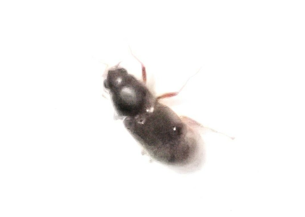 Pelonomus obscurus from Polk County, FL, USA on August 10, 2024 at 09: ...