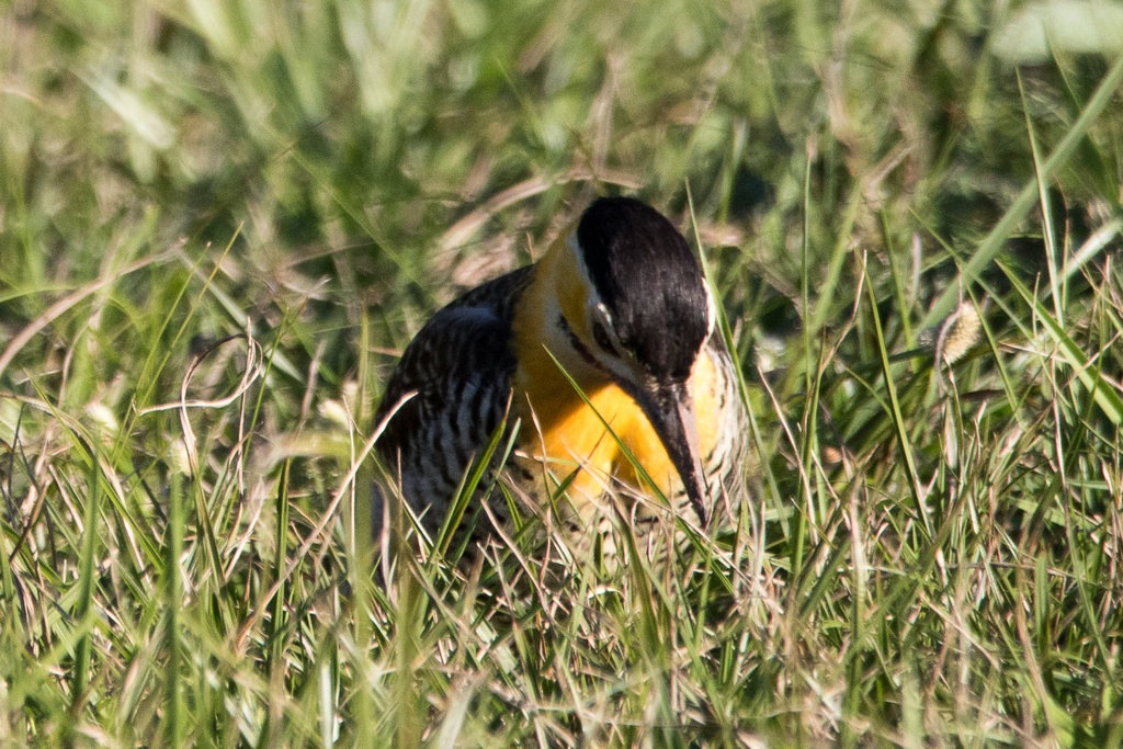 Field Flicker from Camobi, Santa Maria - RS, Brasil on August 12, 2024 ...