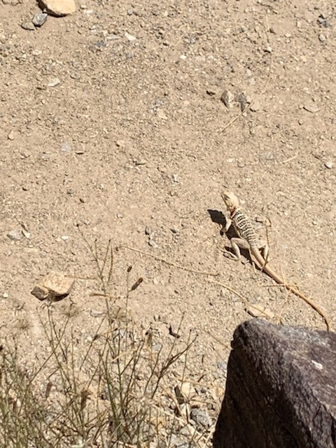 Baja California Collared Lizard from Riverside County, CA, USA on June ...