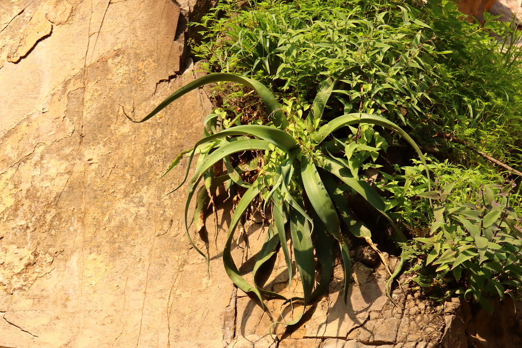 Octopus Agave in August 2024 by Mexfant Maravilloso · iNaturalist