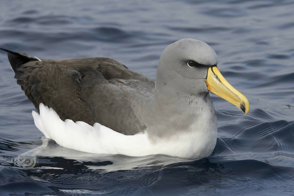 Chatham Albatross (Birds in new Zealand ) · iNaturalist