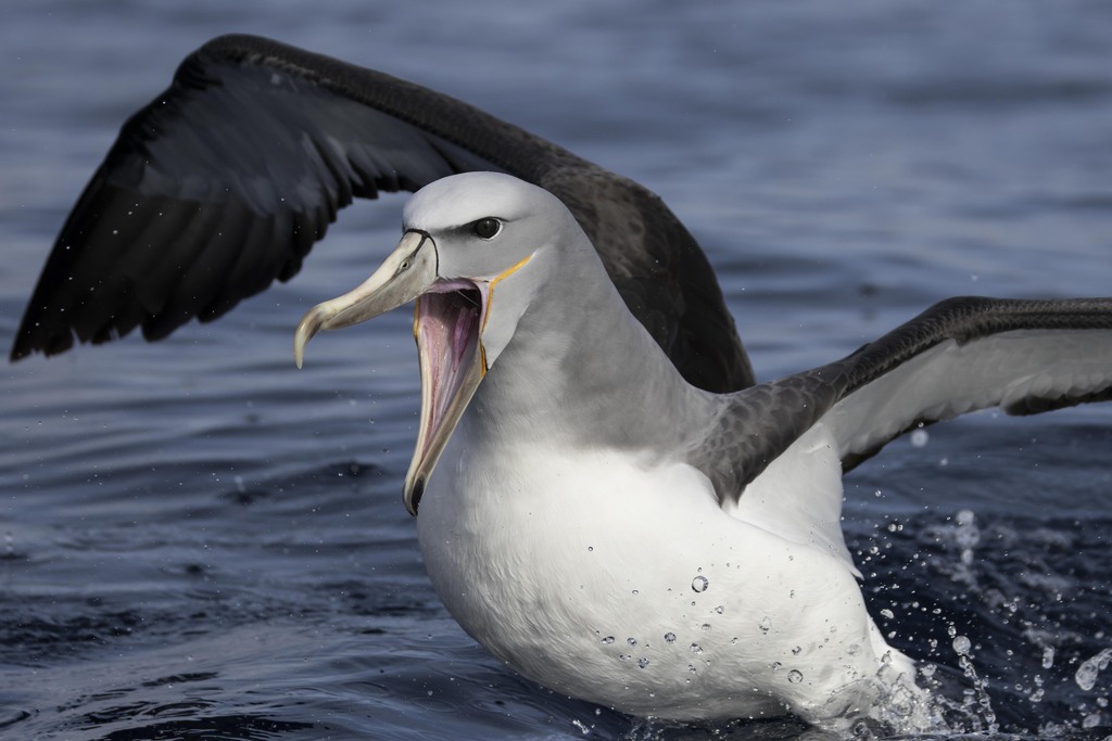 Tubenoses (Procellariiformes) - Avian Discovery