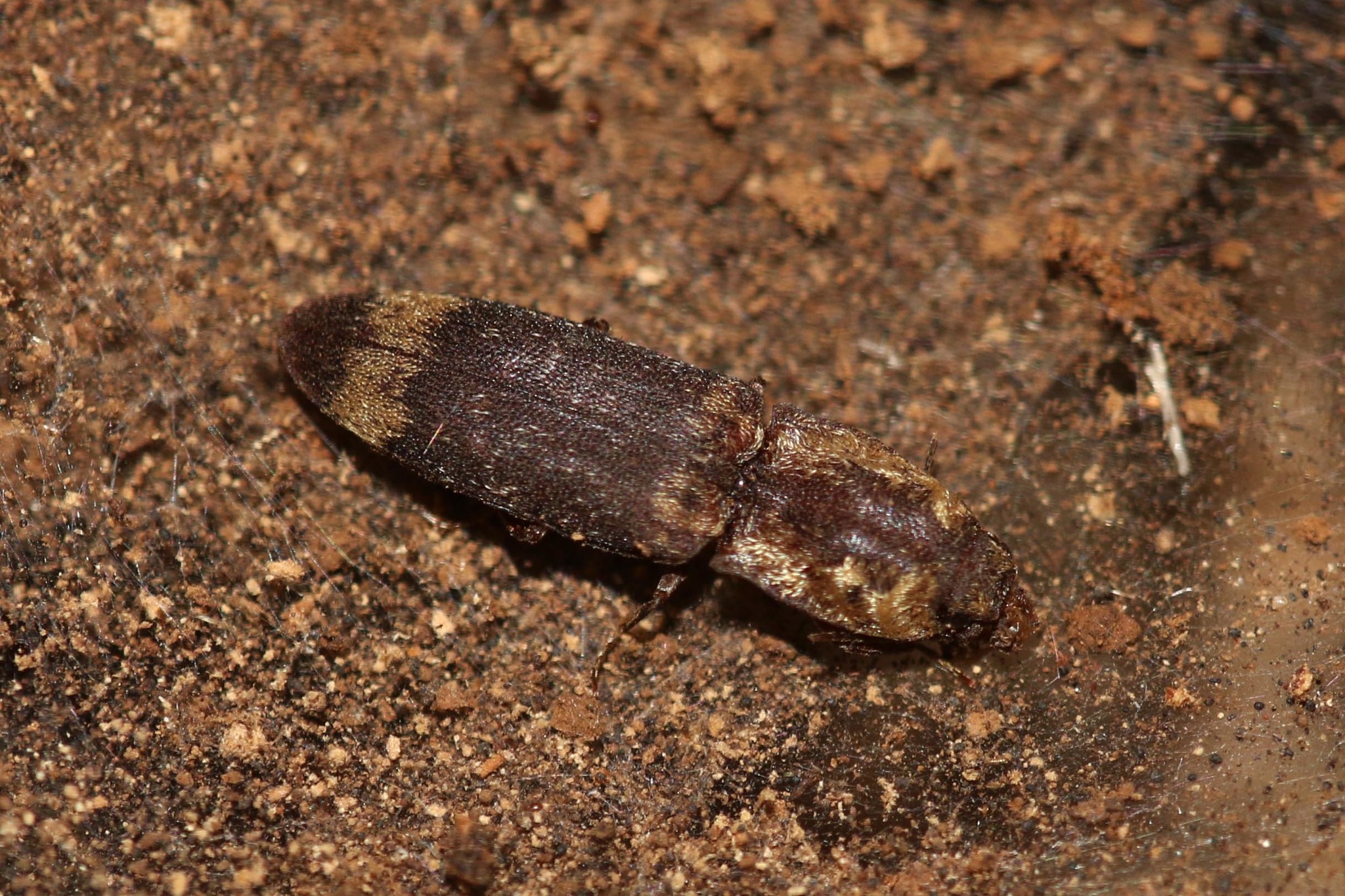 Lacon querceus (Herbst, 1784)
