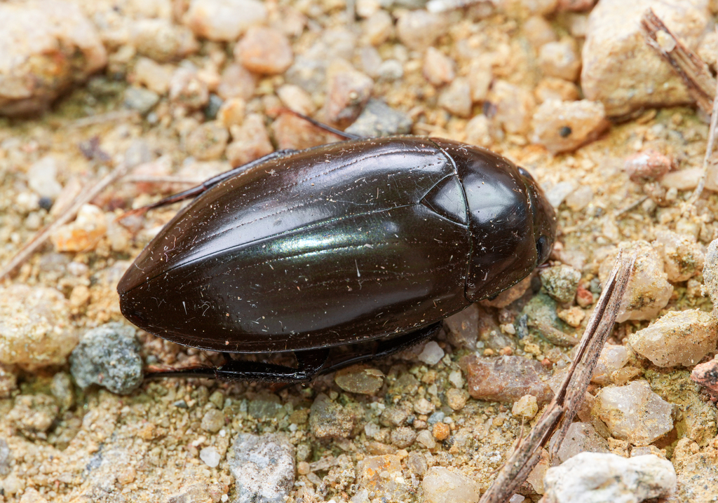 Hydrophilus bilineatus from 海南省陵水黎族自治县吊罗山 on March 7, 2024 at 10:55 PM ...