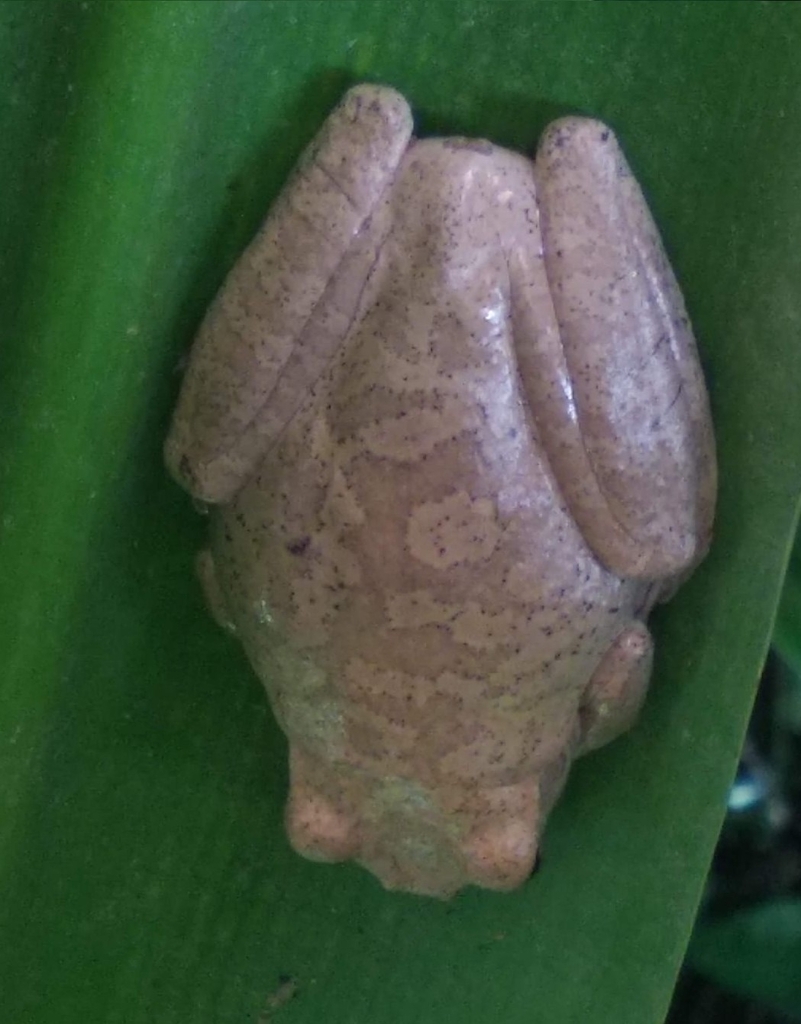 Drab Tree Frog from VVVV+FG9, San José, Alajuelita, Costa Rica on August 11, 2024 at 07:46 PM by ...