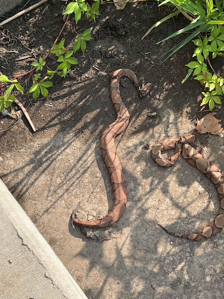 Eastern Copperhead from Johnson County, US-KS, US on August 12, 2024 at ...