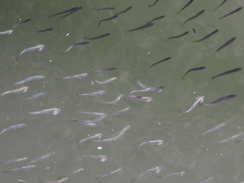 Topsmelt (China Cove Organisms) · iNaturalist