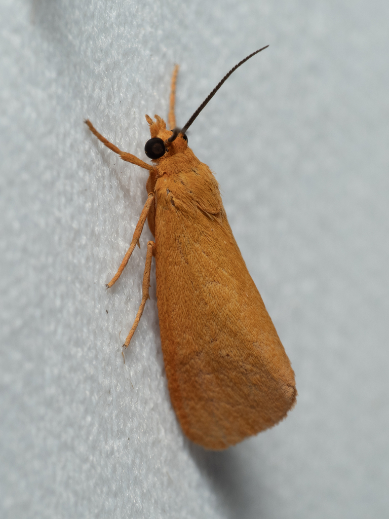 Orange Virbia Moth from The Nature Conservancy's Tiger Creek Preserve ...