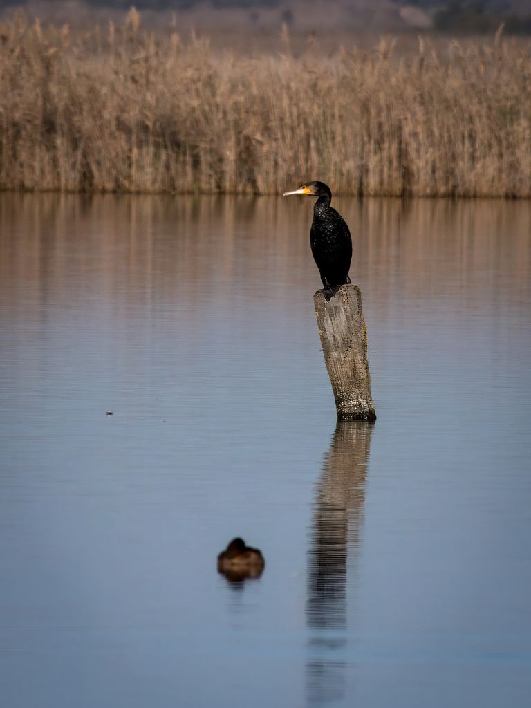 Great Cormorant from Point Wilson VIC 3212, Australia on August 11 ...