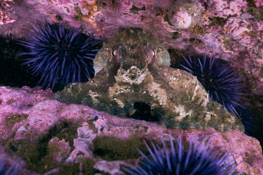 Lesser Two-spot Octopus (China Cove Organisms) · iNaturalist