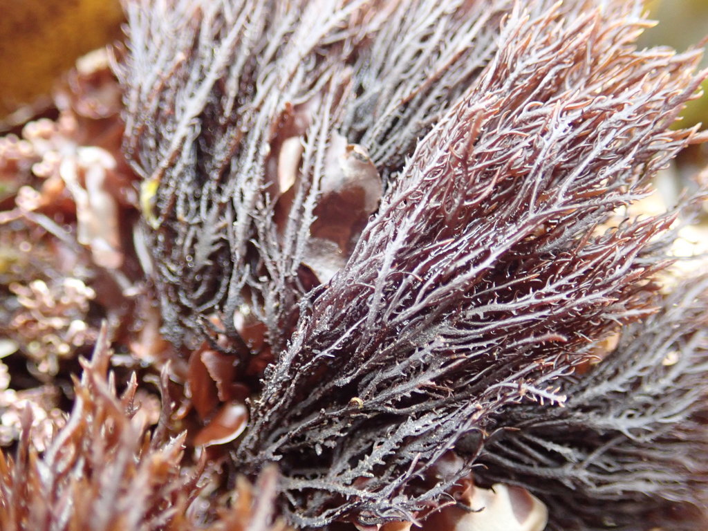 Jellyweeds (Gelidium) - Botanical Realm