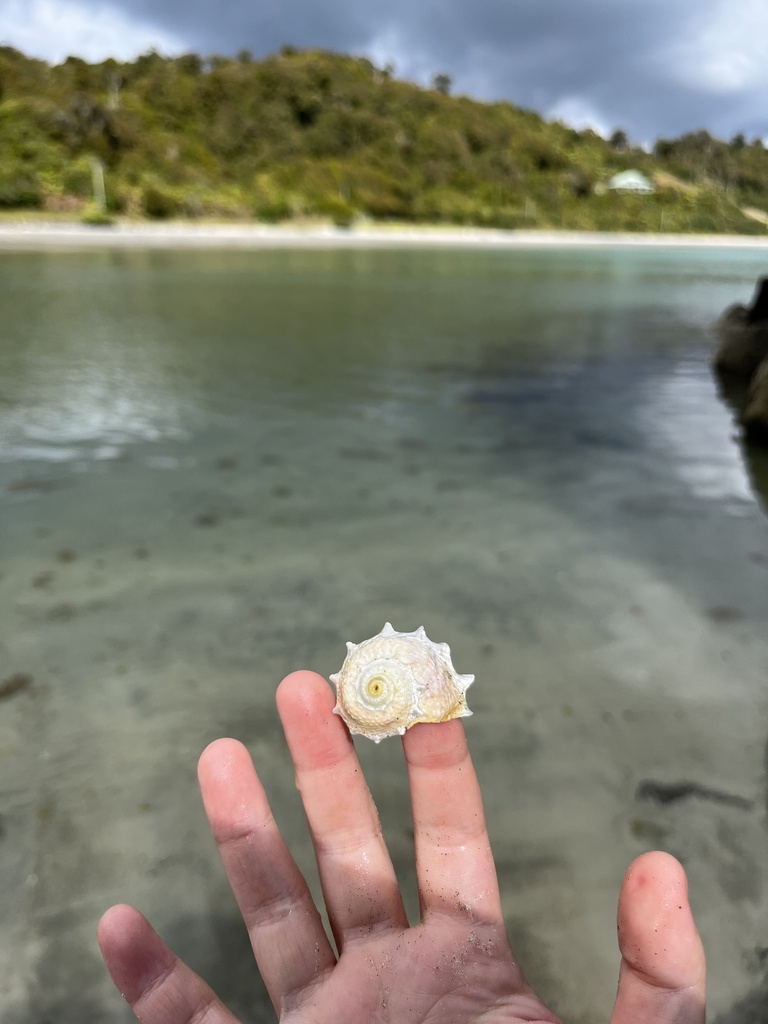 Circular Saw Shell from Stewart Island/Raikura, Southland, NZ on ...