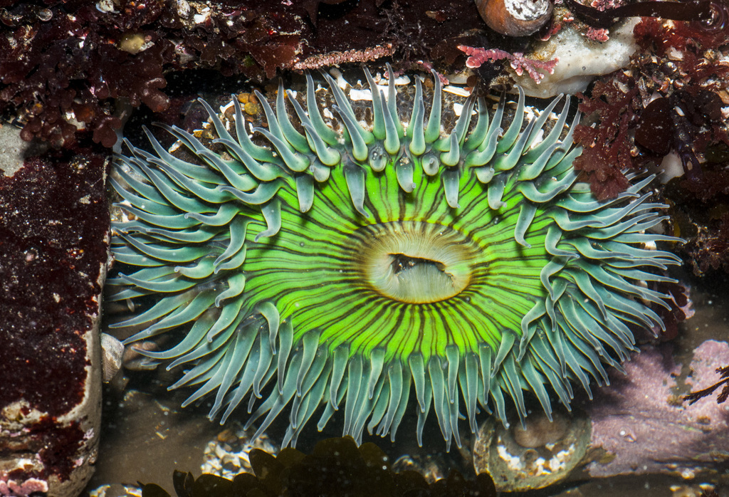 Sunburst Anemone (China Cove Organisms) · iNaturalist