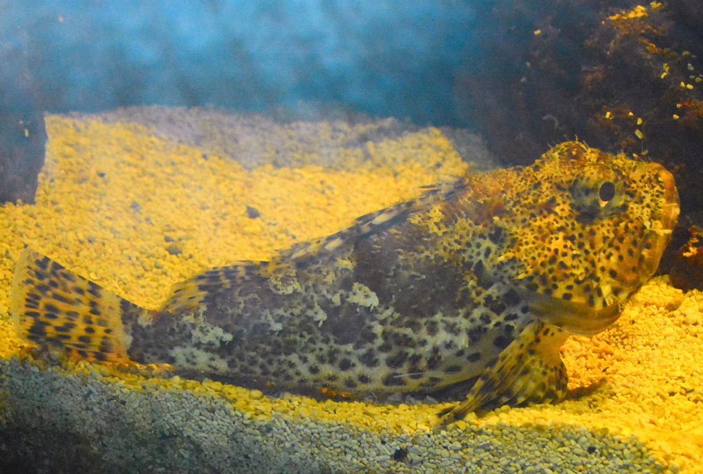 California Scorpionfish (China Cove Organisms) · iNaturalist