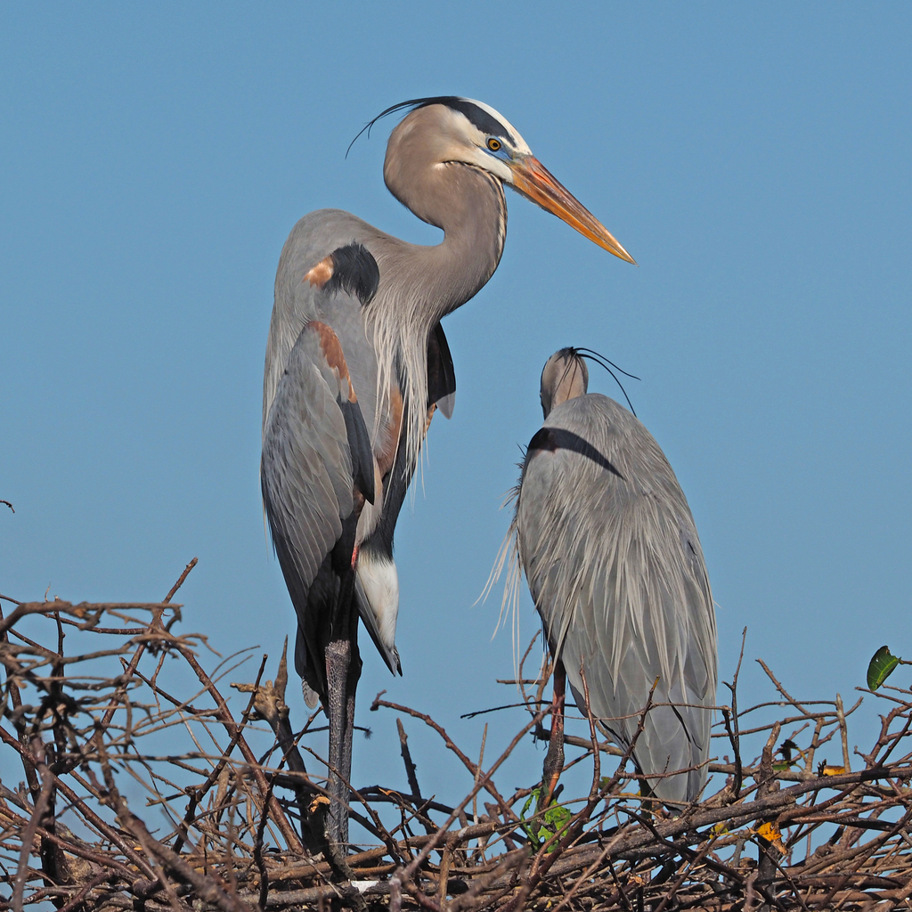 Great Blue Heron (China Cove Organisms) · iNaturalist
