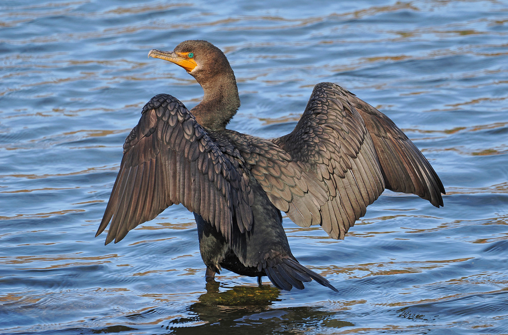 Double-crested Cormorant (China Cove Organisms) · iNaturalist