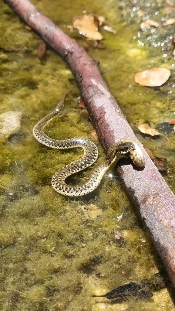Two-striped Garter Snake in August 2024 by Boaz Benaiah Solorio ...
