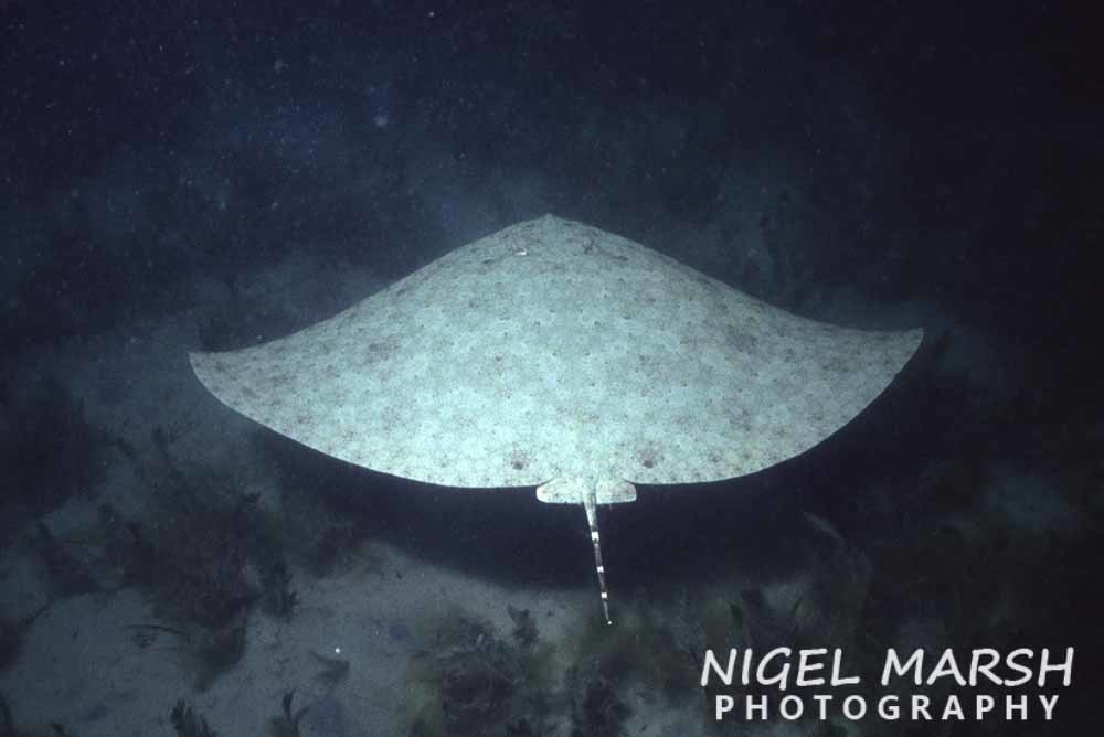 Australian Butterfly Ray (Gymnura australis) - Marine Life Identification