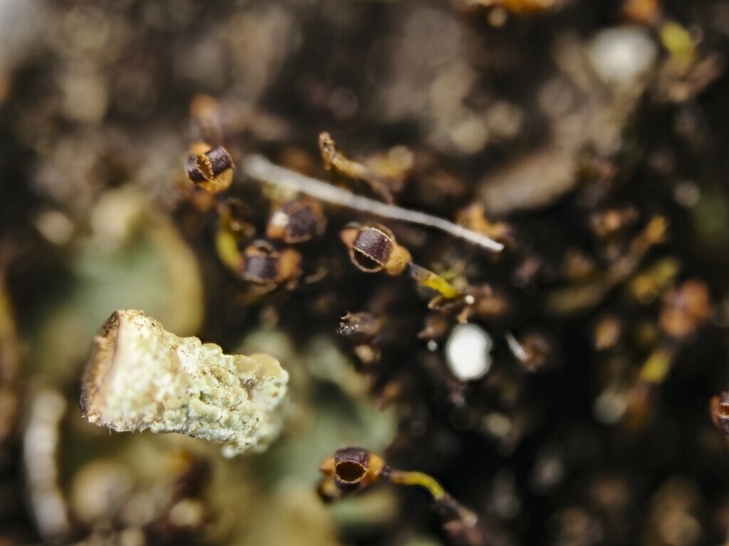 Black Rock Moss from Yukon, Canada on July 14, 2024 at 03:59 PM by Mike ...