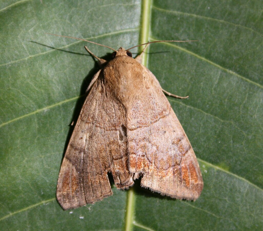 Castor Semi-looper from Broome WA, Australia on May 5, 2010 by ...