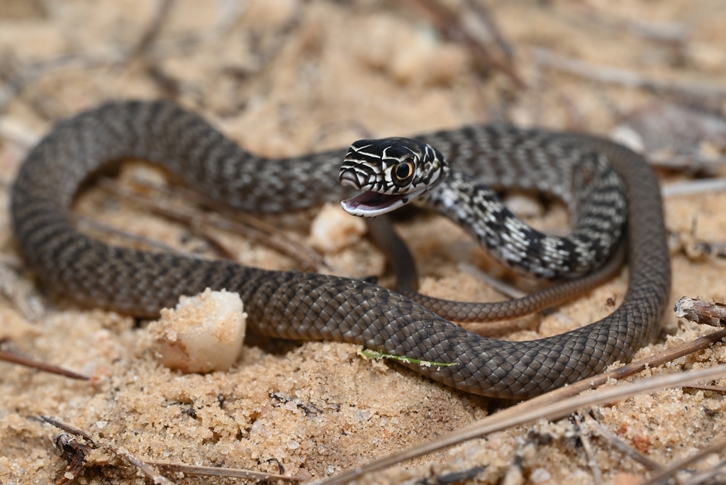 Eastern Coachwhip in August 2024 by Kevin Smith · iNaturalist