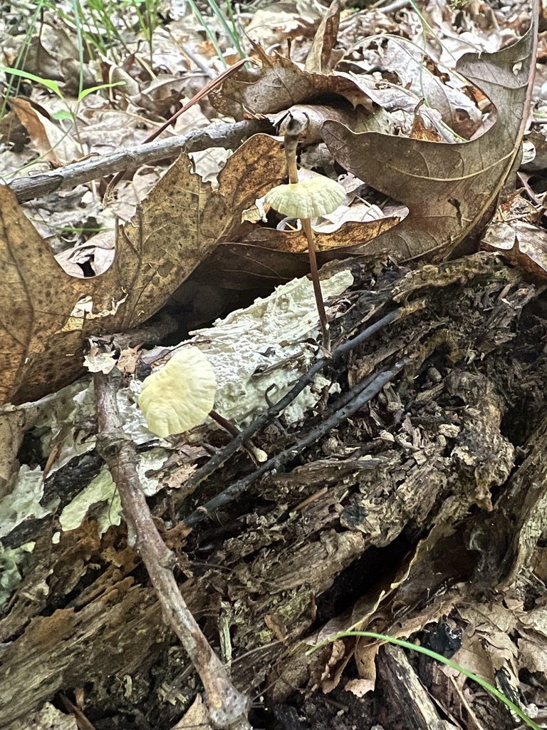 Marasmius delectans from Northeast Exit Road, Holton, IN, US on August ...