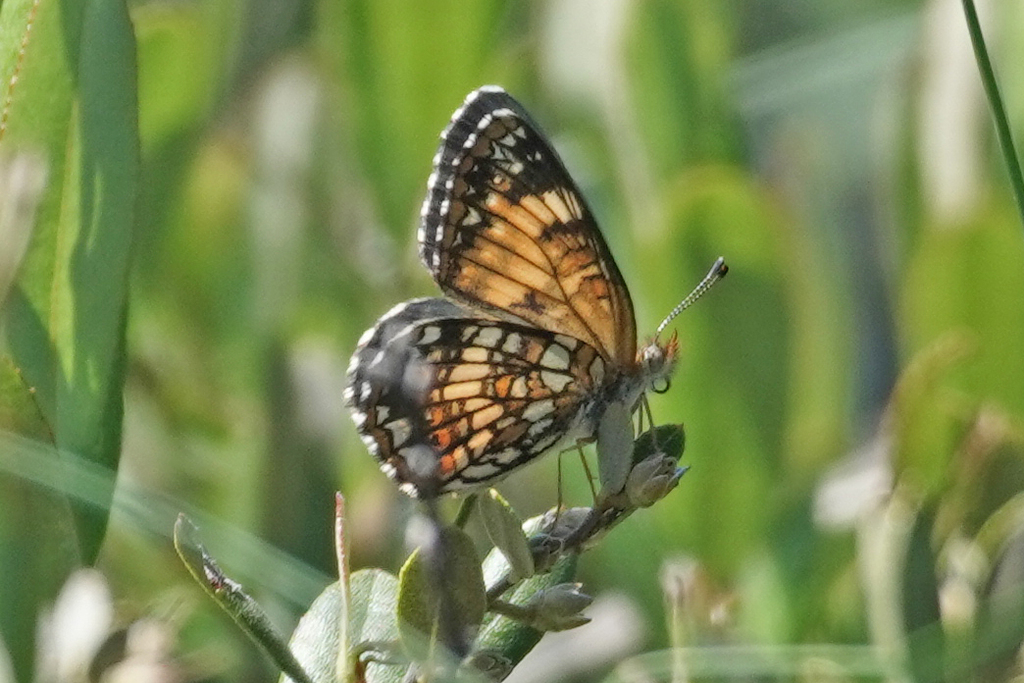 Harris's Checkerspot in June 2022 by Emily Hjalmarson · iNaturalist