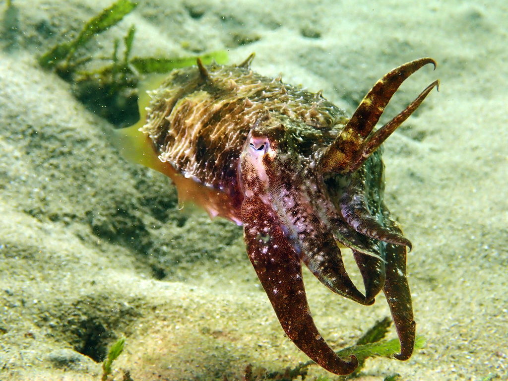 Mourning Cuttlefish from Sydney NSW, Australia on May 19, 2019 at 11:12 ...
