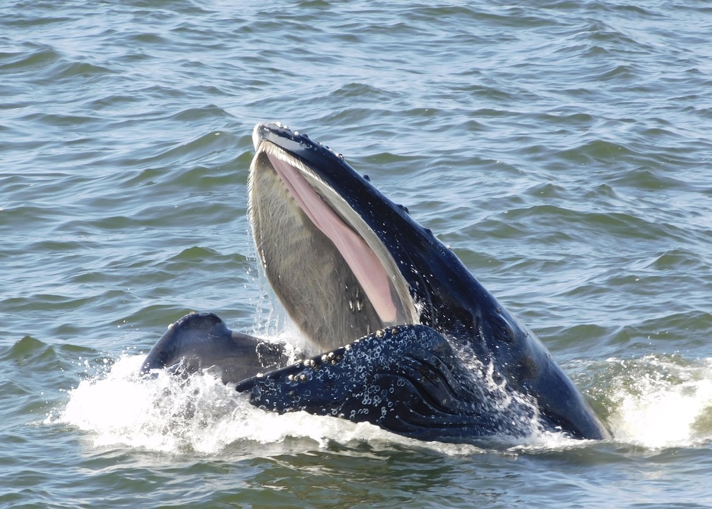 Humpback Whale from San Mateo County, CA, USA on August 12, 2024 at 04: ...