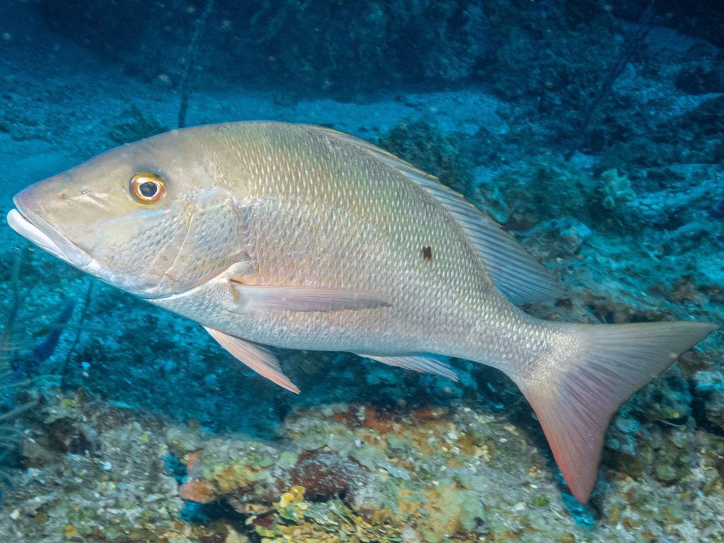 Mutton Snapper (Dry Tortugas National Park) · iNaturalist