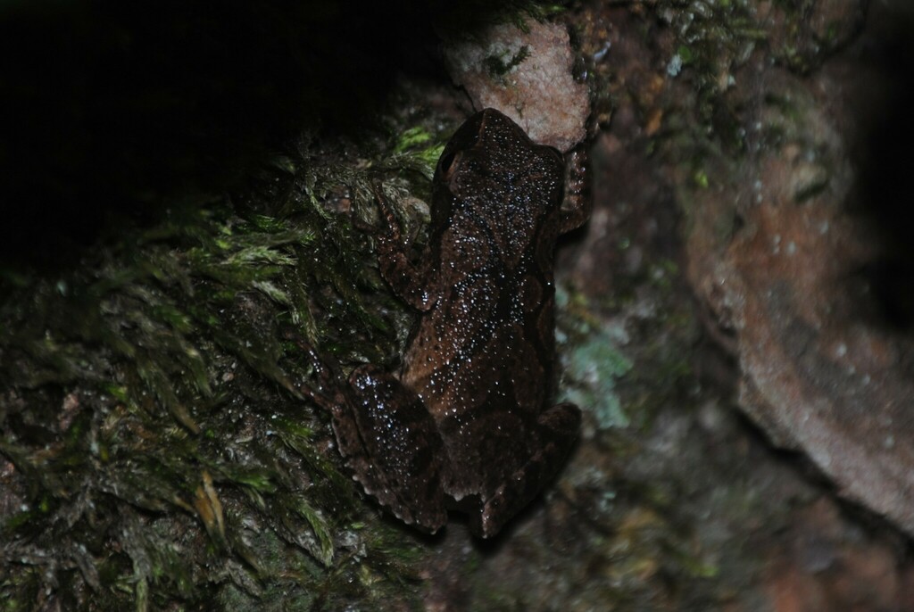 Spring Peeper from Burnett County, WI, USA on August 9, 2024 at 05:57 ...
