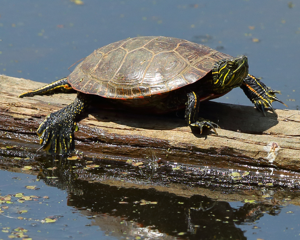 Painted Turtle from Lake County, MT, USA on May 29, 2019 at 01:09 PM by ...