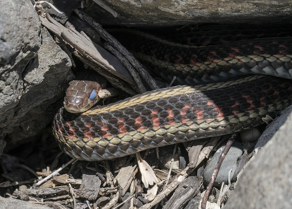 Valley Garter Snake from 619 Tanglewood Dr, Richland, WA 99352, USA on ...