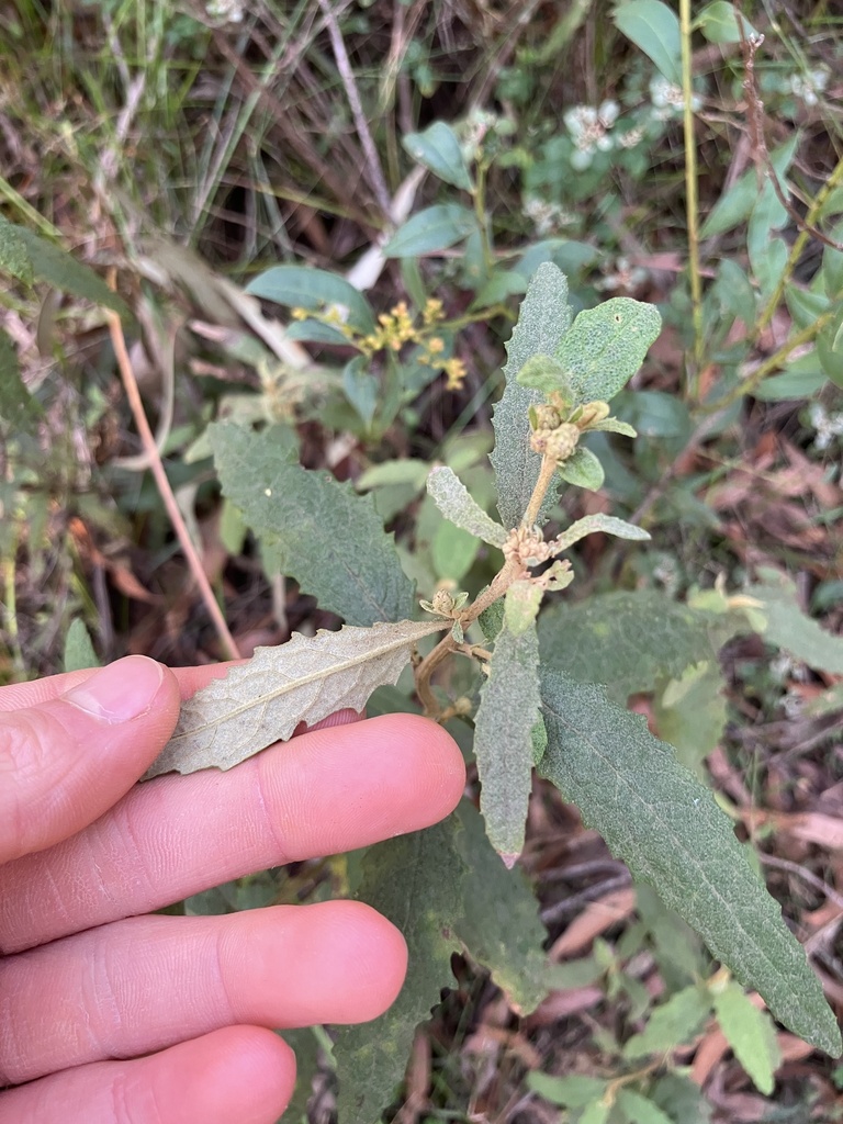 Asthma Bush from C424, Hoddles Creek, VIC, AU on August 11, 2024 at 03: ...