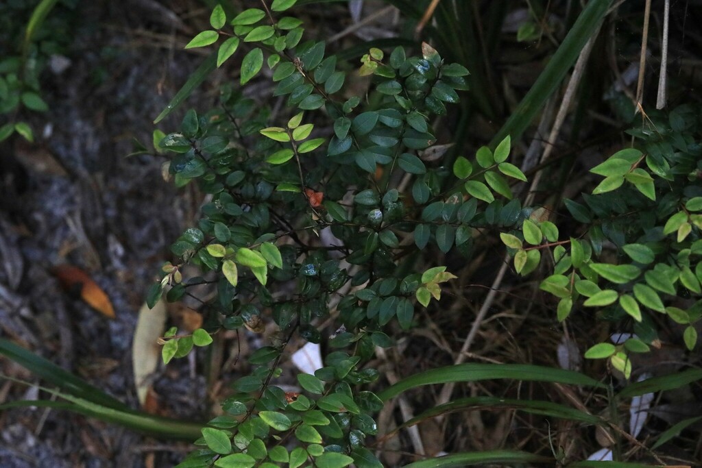 Midgen Berry from Minnie Water NSW 2462, Australia on August 06, 2024 ...