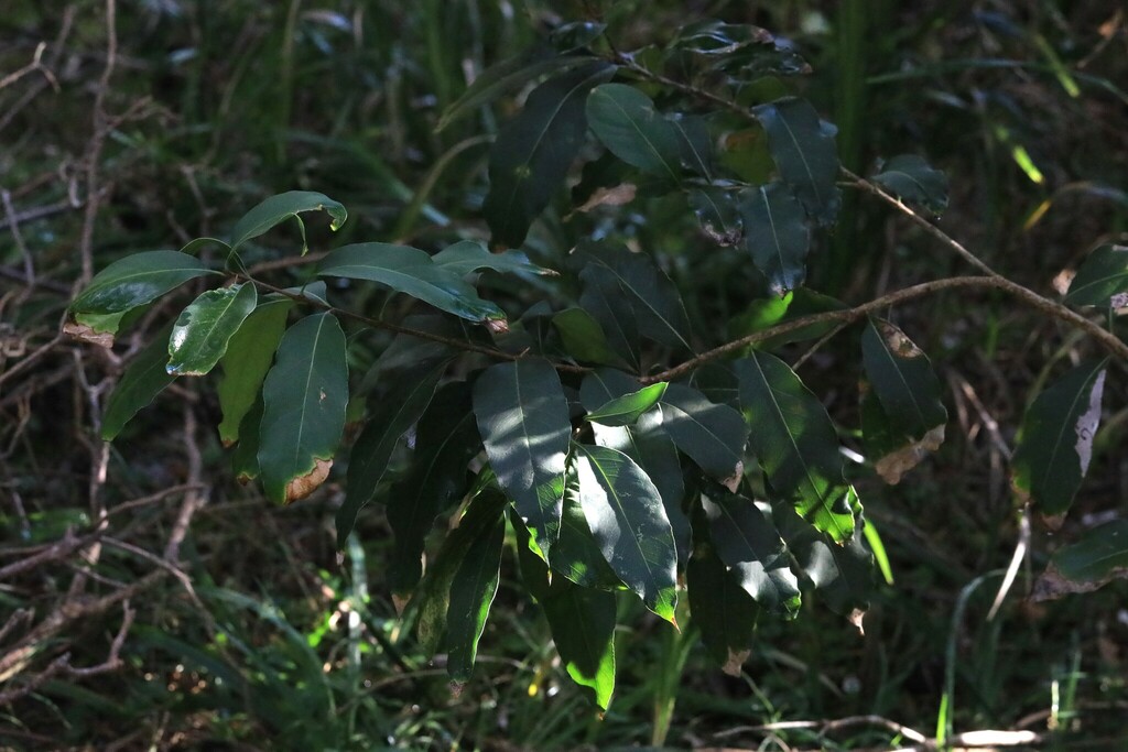 Notelaea from Minnie Water NSW 2462, Australia on August 06, 2024 at 09 ...