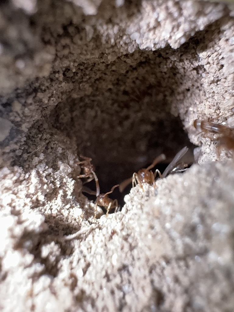 Turfgrass Ant from Cape Island, Cape May, NJ, US on August 12, 2024 at ...