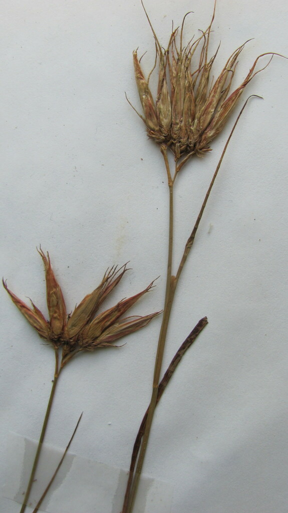 tapered rush in July 1988 by Chuck Thomas. aka sharp fruited rush ...