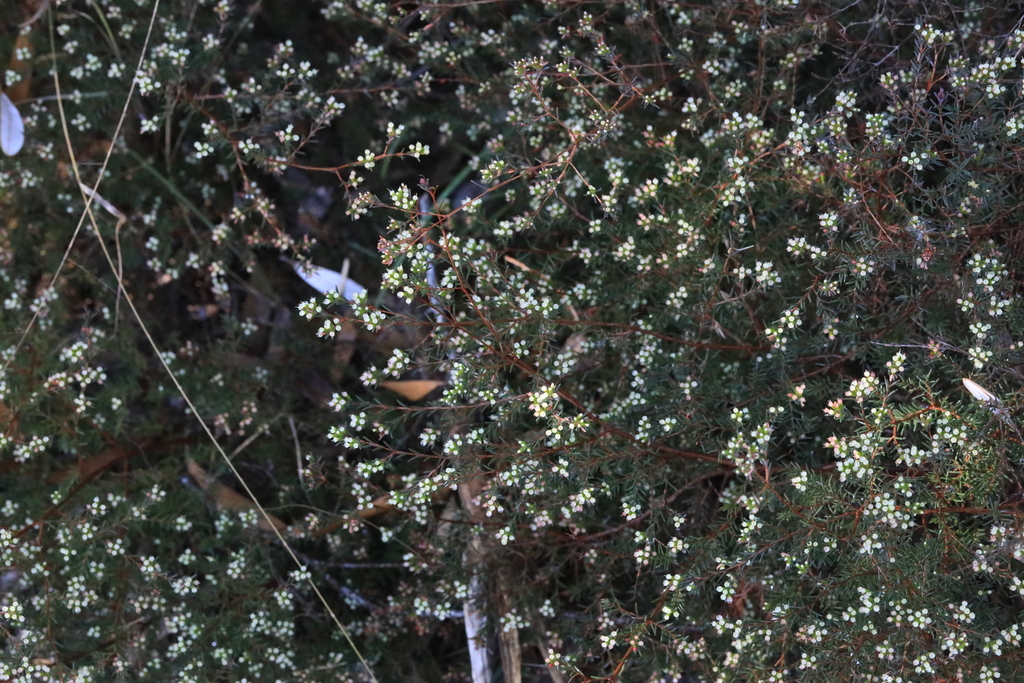 twiggy homoranthus from Minnie Water NSW 2462, Australia on August 06 ...