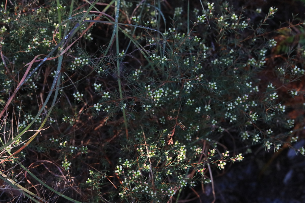 twiggy homoranthus from Minnie Water NSW 2462, Australia on August 06 ...