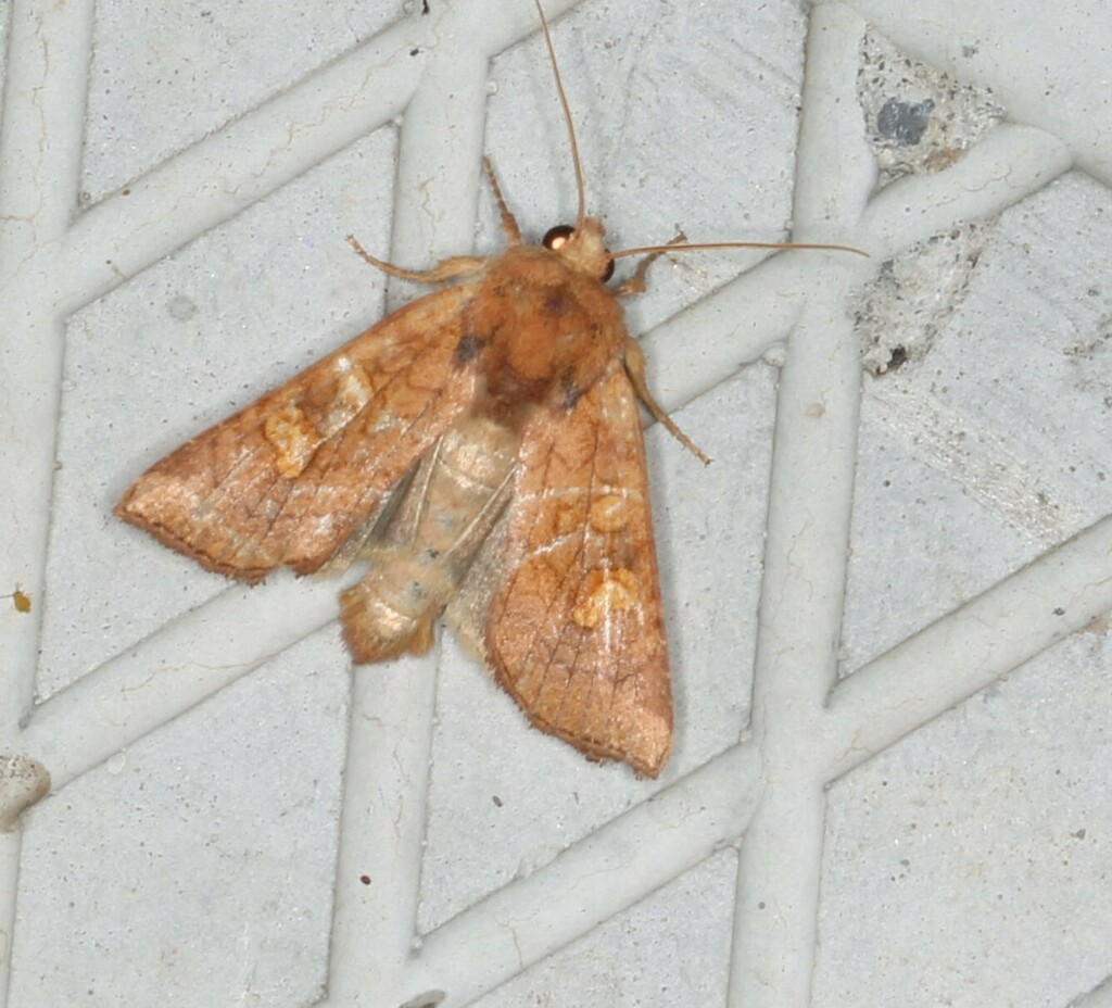 American Ear Moth from Mont-Joli, QC, Canada, 1101 rue Lussier on ...