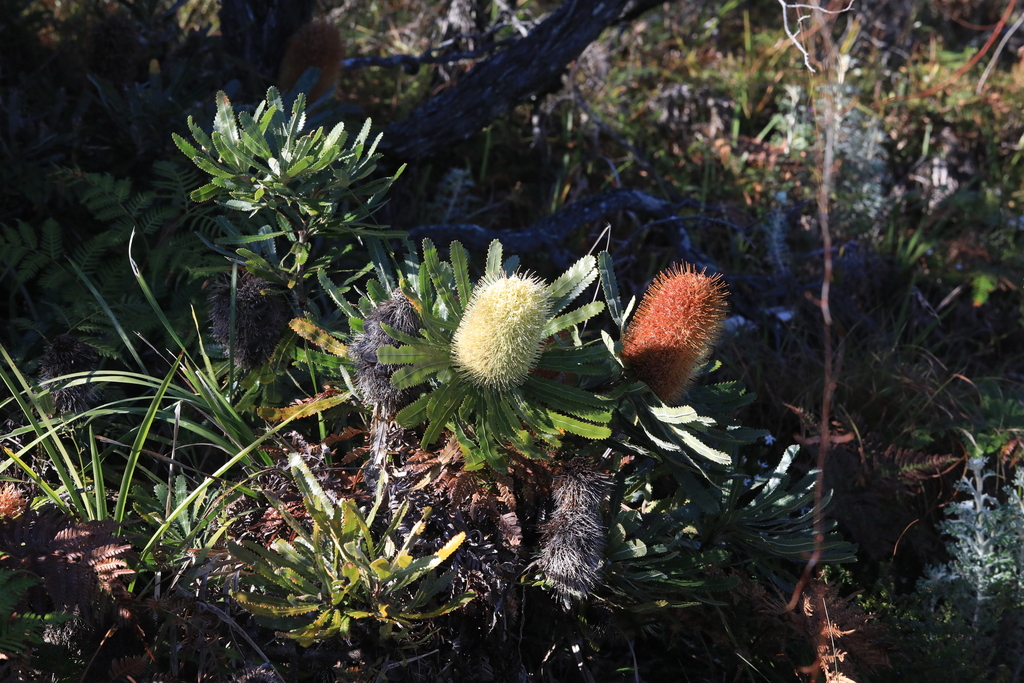 Wallum banksia from Minnie Water NSW 2462, Australia on August 06, 2024 ...