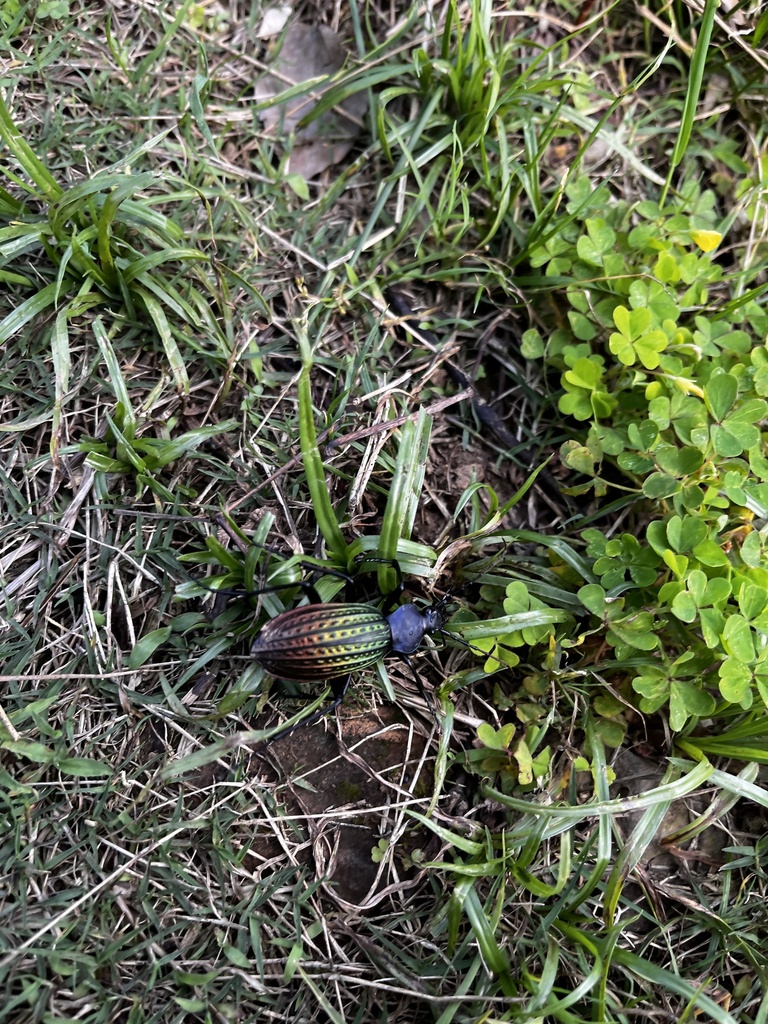 Carabus davidis from 宜兴市, 无锡市, 江苏省, CN on May 1, 2024 at 03:53 PM by ...