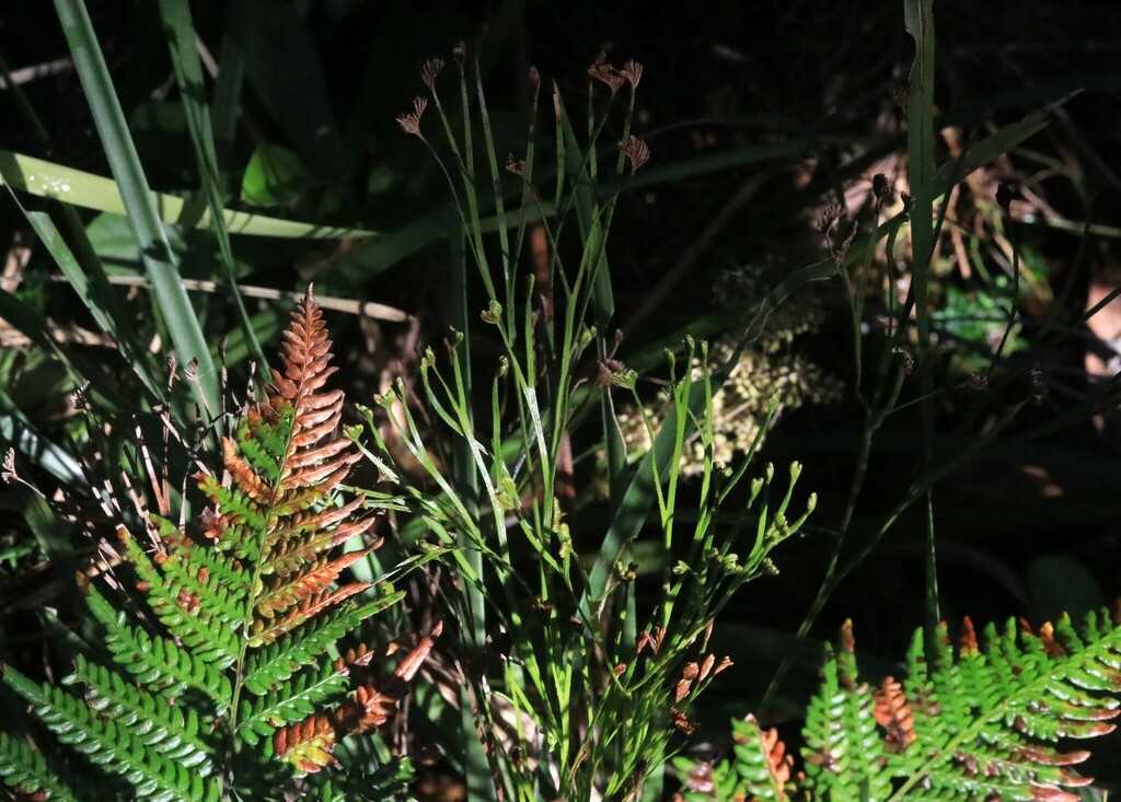 Forked Comb Fern from Minnie Water NSW 2462, Australia on August 06 ...